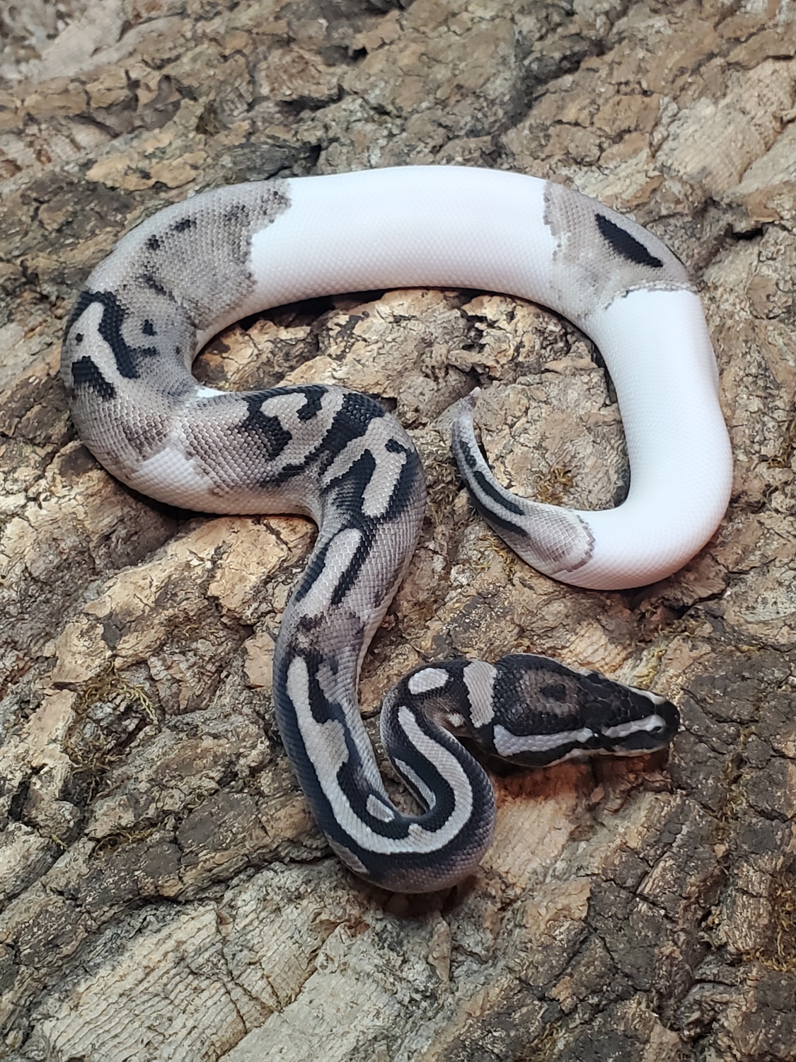 .1 VPI Axanthic Pied Ball Python by Casarez Reptiles - MorphMarket
