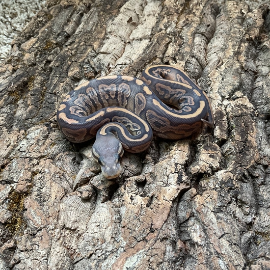.1 Black Pastel Orange Ghost Het Piebald Ball Python by Casarez Reptiles