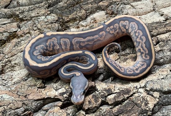 1. Black Pastel Orange Ghost Het Piebald Ball Python by Casarez Reptiles
