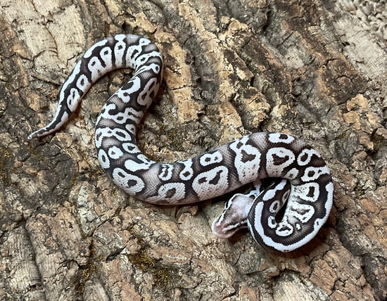 1. Vesper Super Pastel Fire VPI Axanthic Ball Python by Casarez Reptiles