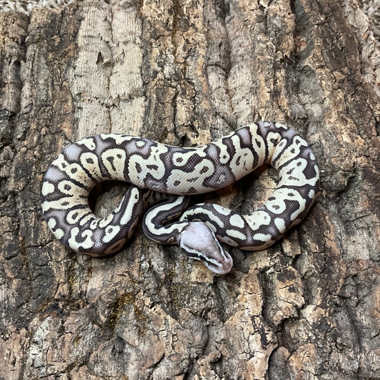 1. Vesper Super Pastel Het VPI Axanthic Ball Python by Casarez Reptiles