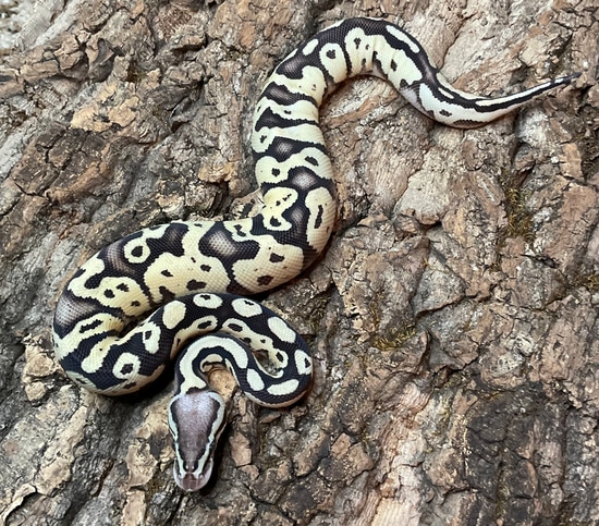 1. Vesper Super Pastel Fire Het VPI Axanthic / Piebald Ball Python by ...