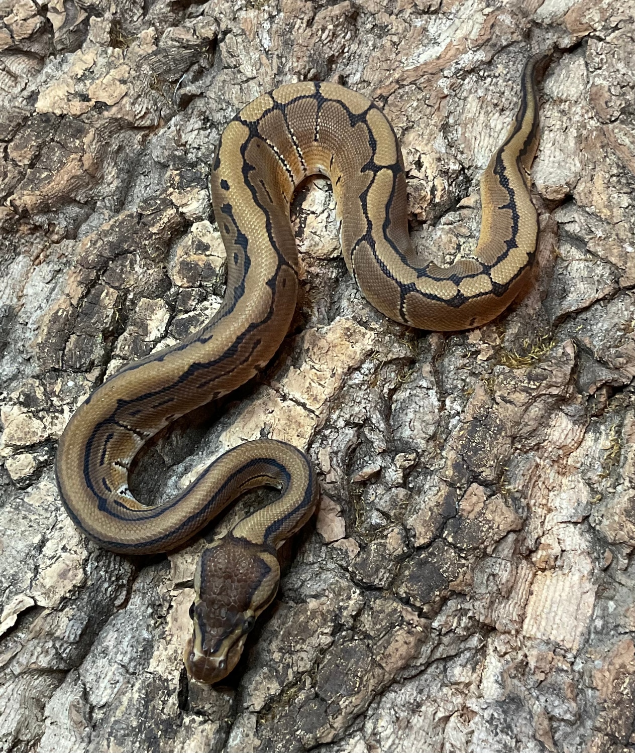 1. Pinstripe Het Desert Ghost Ball Python by Casarez Reptiles - MorphMarket