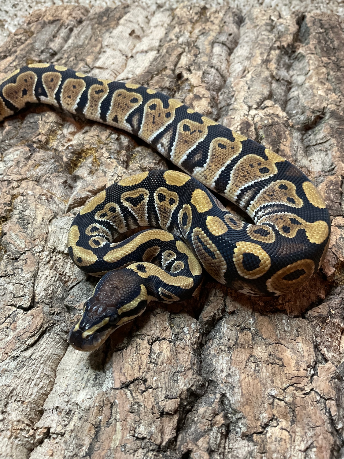 100% Het Piebald Ball Python by Casarez Reptiles - MorphMarket