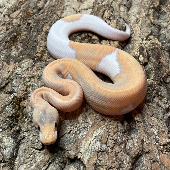 1. Champagne Orange Ghost Piebald Ball Python by Casarez Reptiles