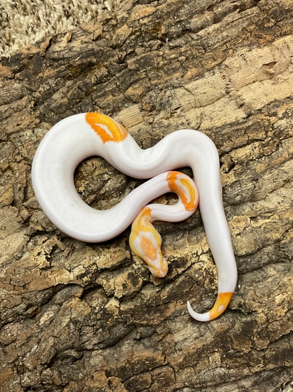 Lavender Albino Piebald Pos Yellowbelly Ball Python by Casarez Reptiles