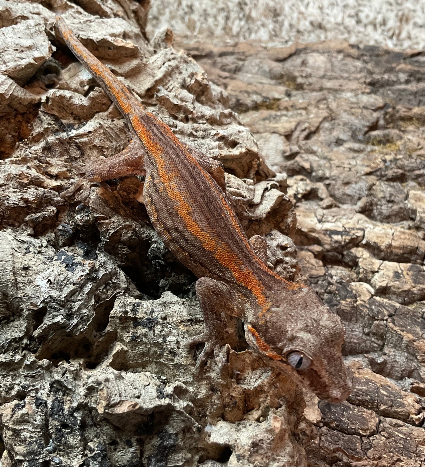 1. Orange Stripe Gargoyle Gecko by Casarez Reptiles - MorphMarket