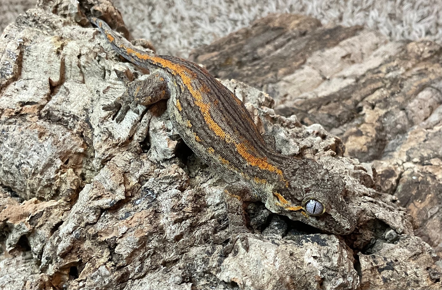 Orange Stripe Gargoyle Gecko by Casarez Reptiles - MorphMarket