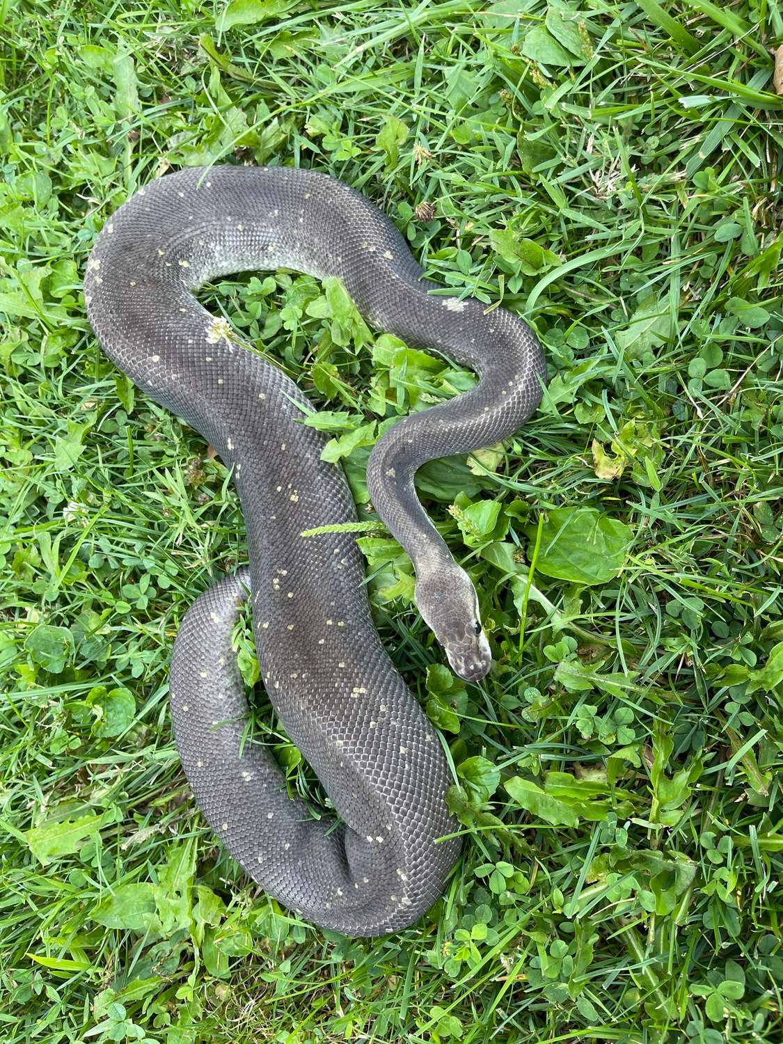🎱 8 Ball Pastel Het Hypo Ball Python by OgPythonsGang - MorphMarket