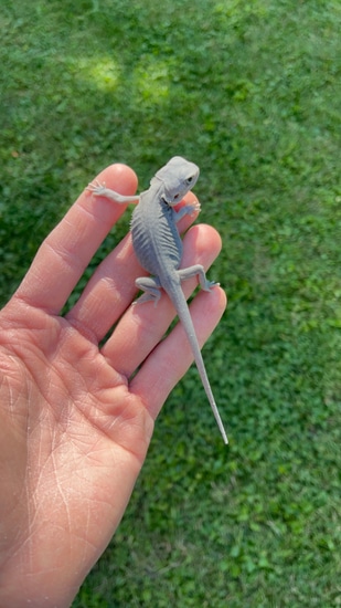 Female Zero Hypo Translucent Central Bearded Dragon by OgPythonsGang