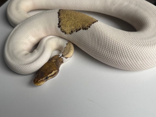 Pied Mojave Pastel High White Ball Python by OgPythonsGang