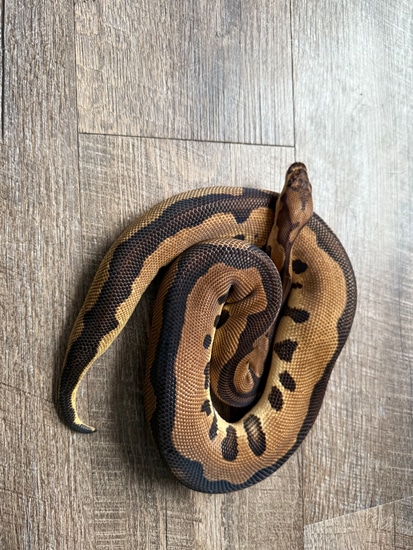 Clown Leopard Fire POSS YB Ball Python by OgPythonsGang