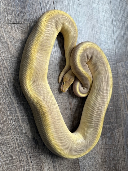 Champagne Cinnamon/black Pastel Ball Python by OgPythonsGang