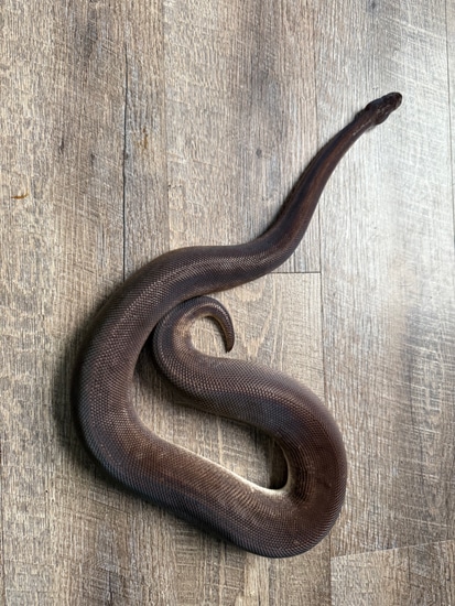 8 Ball Ball Python by OgPythonsGang