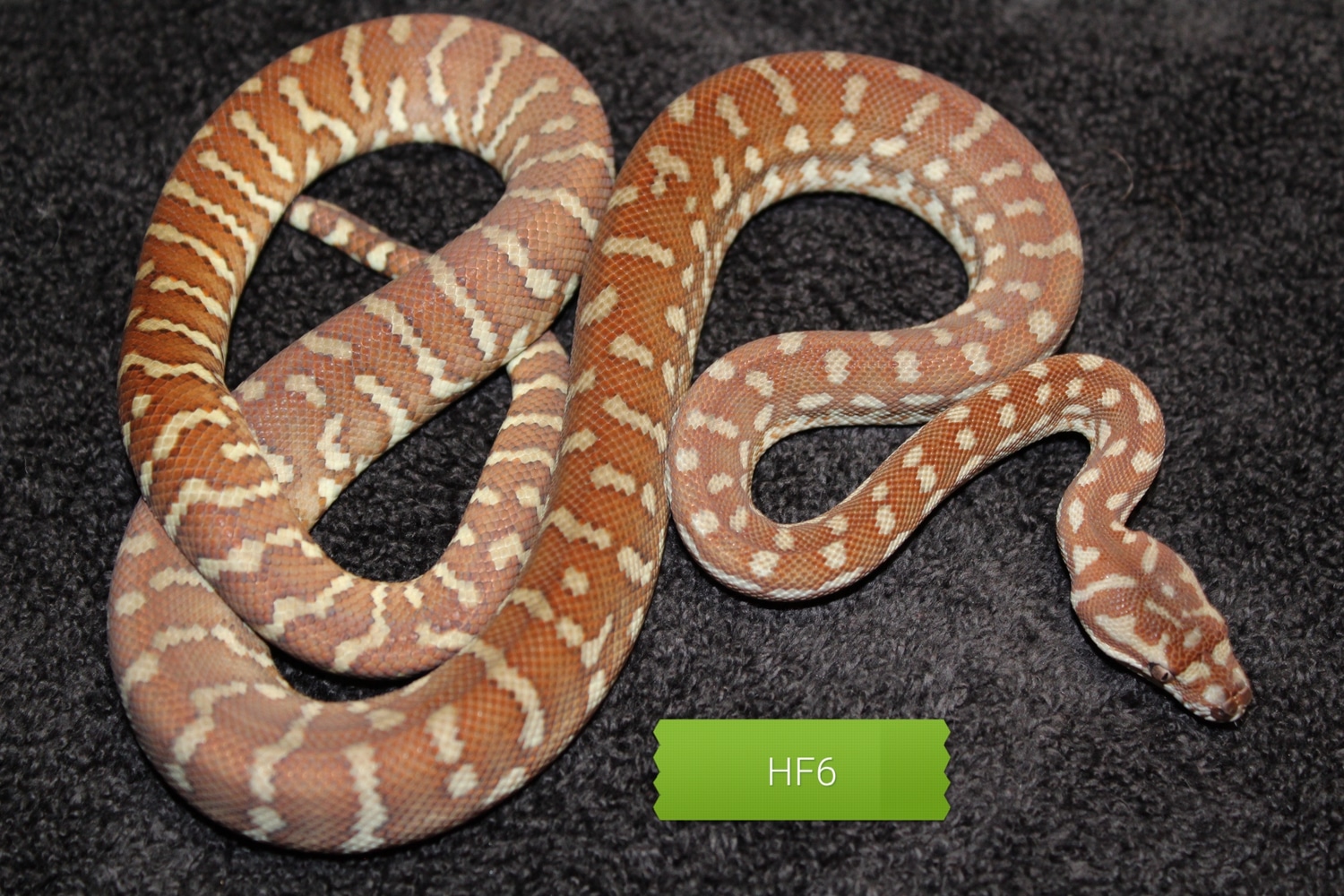 50% Hypo Line Het Stonewash Bredli Centralian Carpet Python by Cannon ...