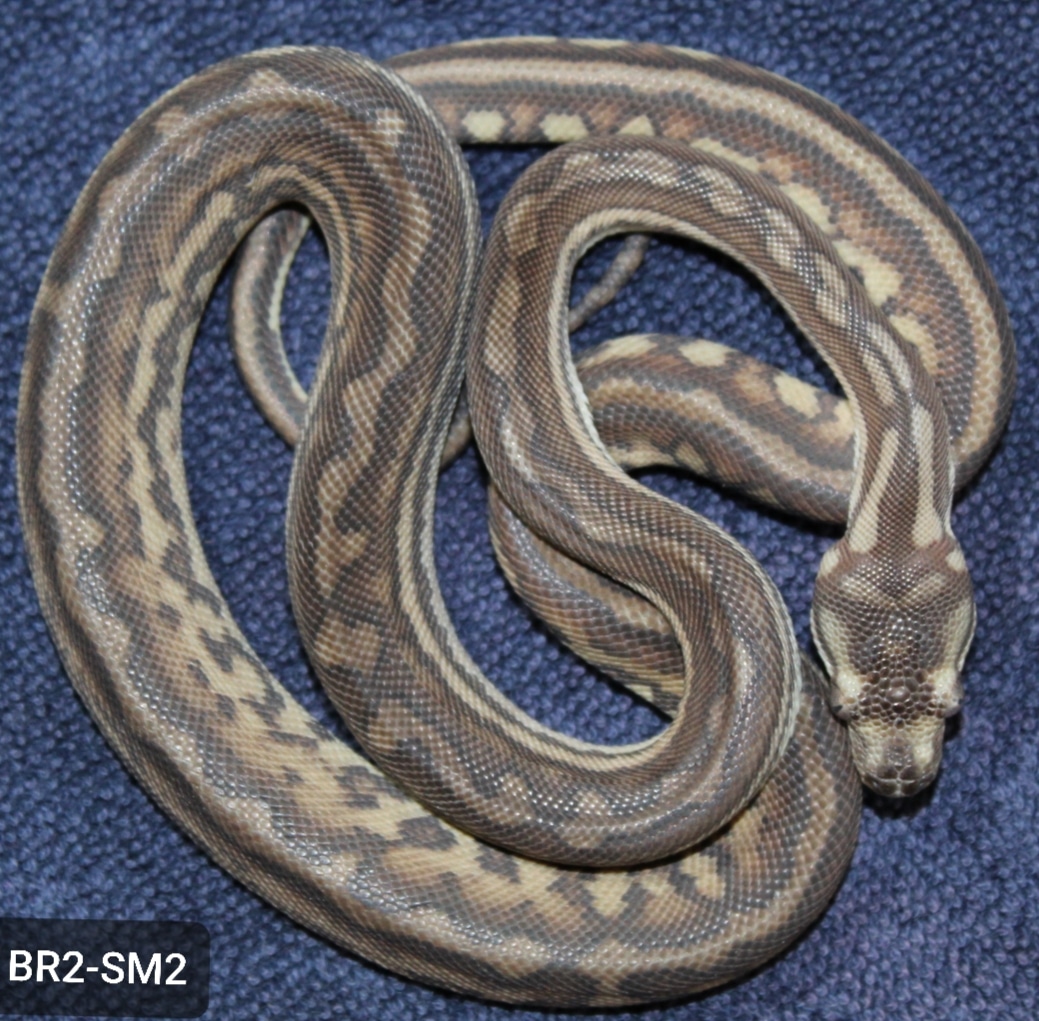Striped Bredli Centralian Carpet Python by Cannon Fire Reptiles ...