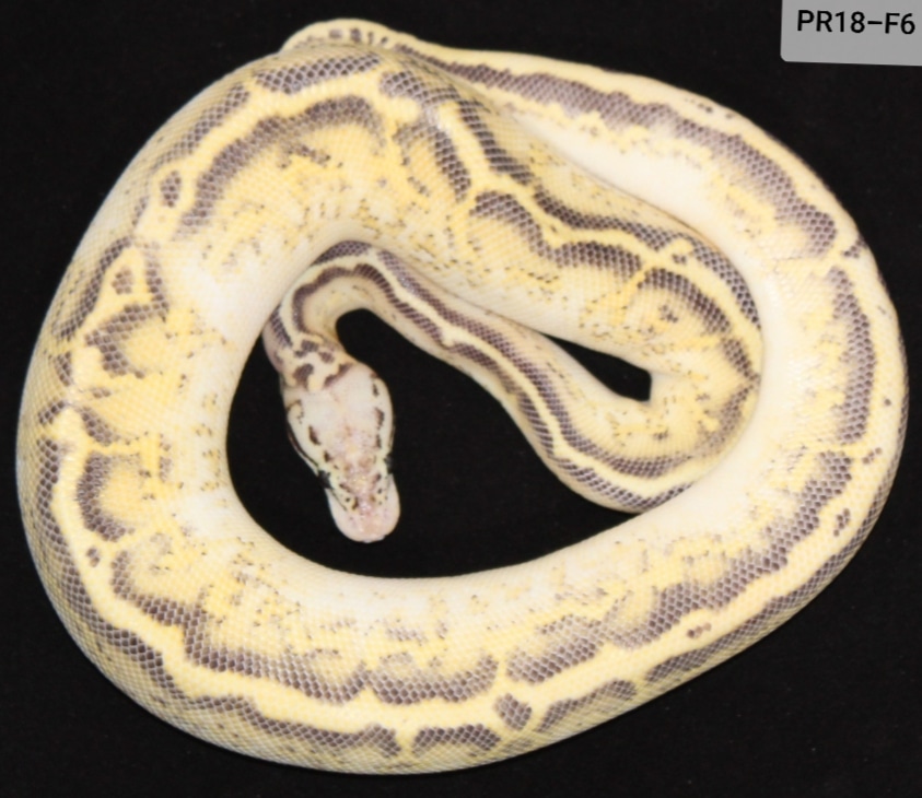 Spotnose Pastel Freeway Ball Python by Cannon Fire Reptiles - MorphMarket