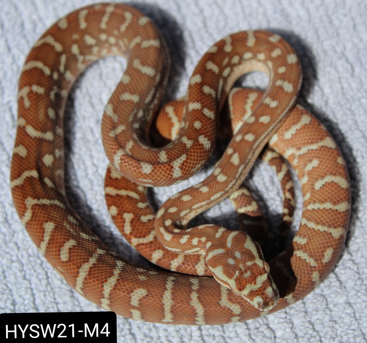 Hypo Bredls Centralian Carpet Python by Cannon Fire Reptiles - MorphMarket