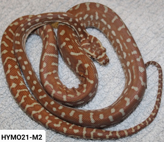 Hypo Bredl's Centralian Carpet Python by Cannon Fire Reptiles