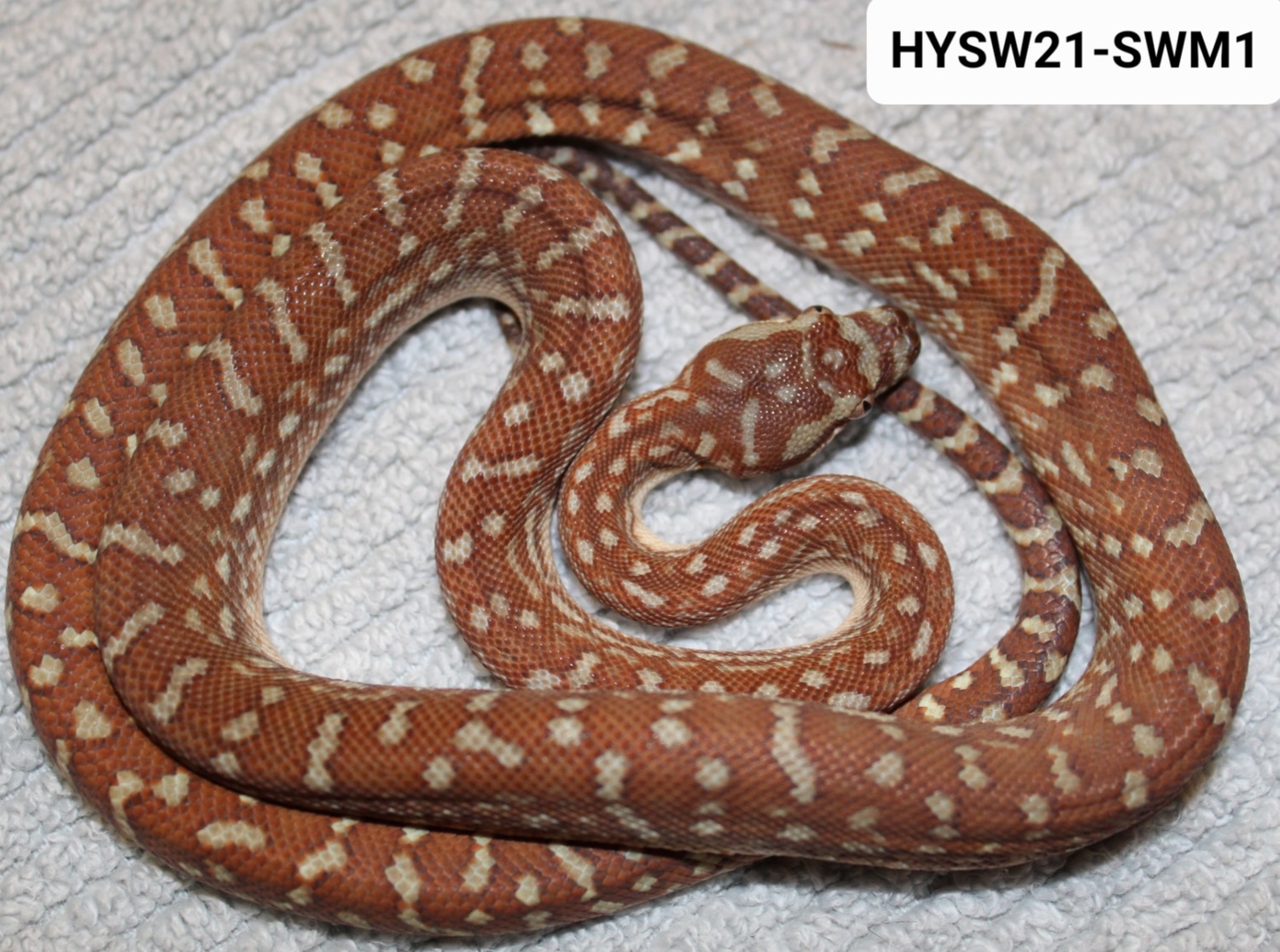 Hypo Stonewash Bredl's Centralian Carpet Python by Cannon Fire Reptiles ...