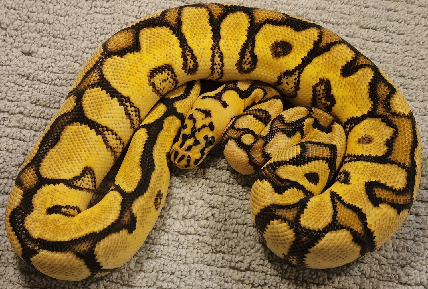 Spotnose Enchi YB Pastel Clown Ball Python by Cannon Fire Reptiles ...
