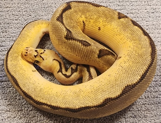 Enchi Pastel Spider Clown Ball Python by Cannon Fire Reptiles