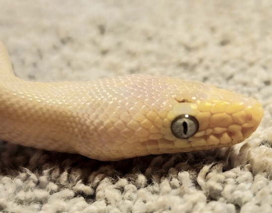 Bel Columbian Rainbow Boa Colombian Rainbow Boa by Cannon Fire Reptiles