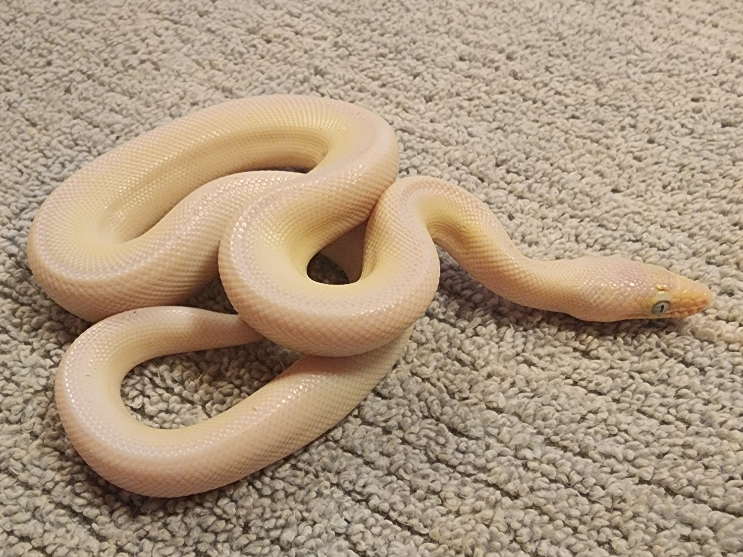 Bel Columbian Rainbow Boa Colombian Rainbow Boa by Cannon Fire Reptiles ...