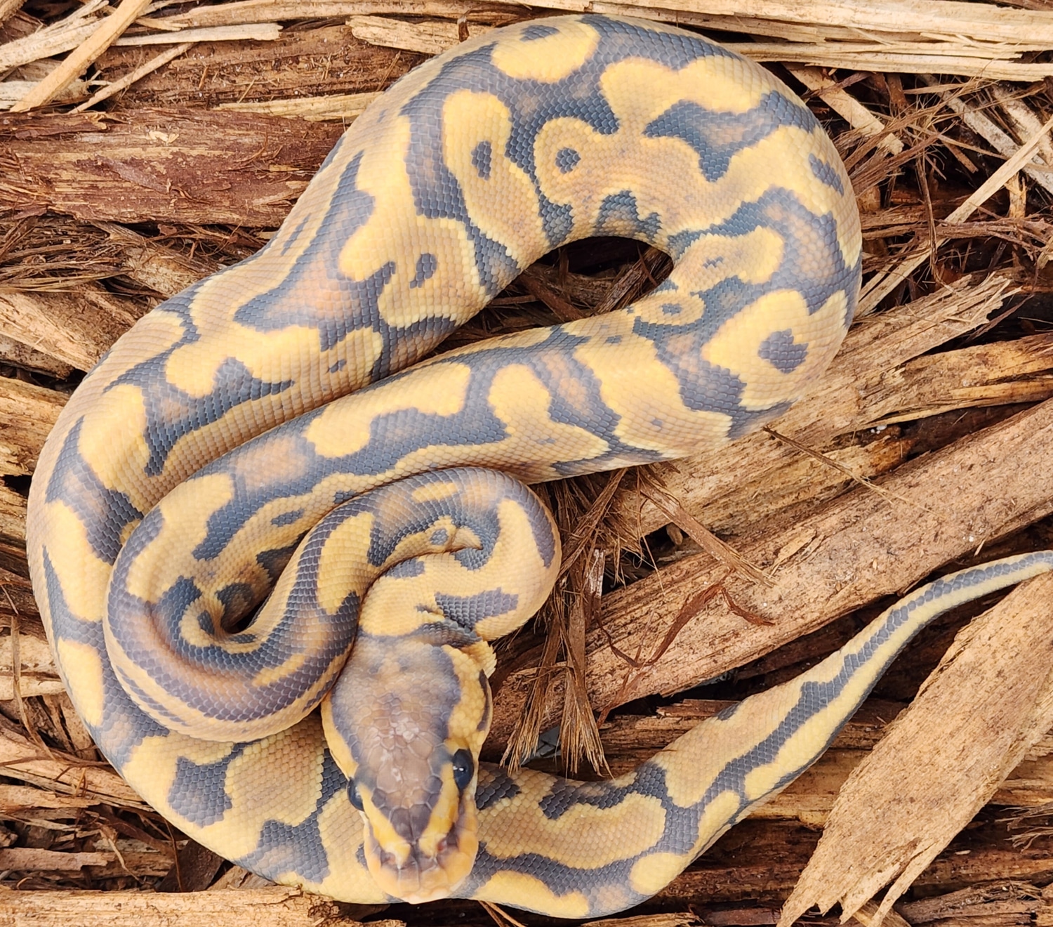 Puzzle Ghost Ball Python by Cannon Fire Reptiles - MorphMarket