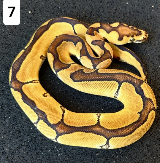 Enchi Clown Ball Python by Cannon Fire Reptiles
