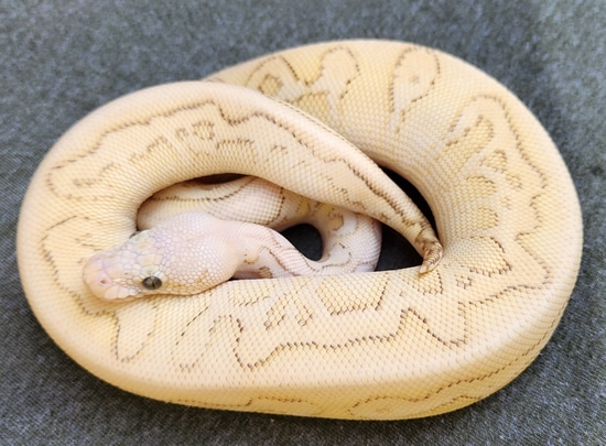Super Pastel Lesser Fire Clown (Poss Enchi) Ball Python by Cannon Fire ...