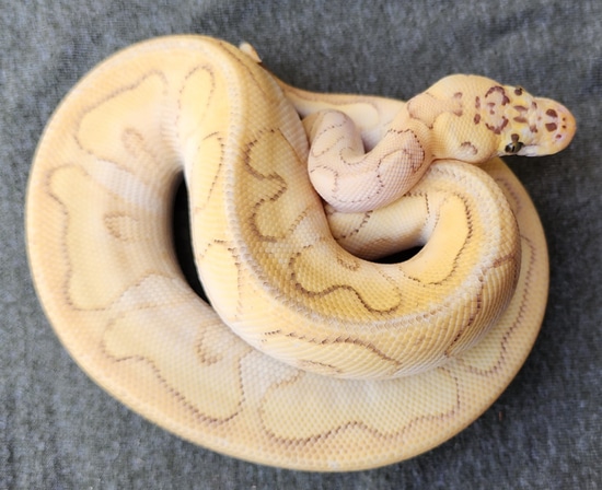 Fire Pastel Lesser Clown (Poss Enchi) Ball Python by Cannon Fire Reptiles