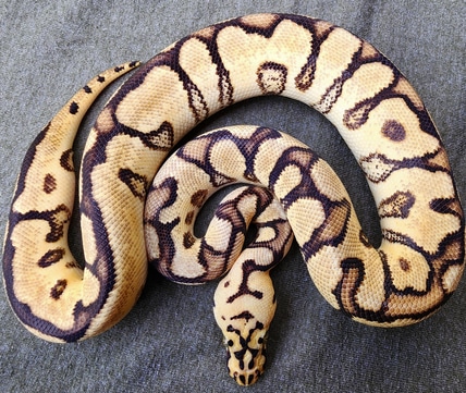 Super Enchi Pastel Spotnose YB Clown Ball Python by Cannon Fire ...