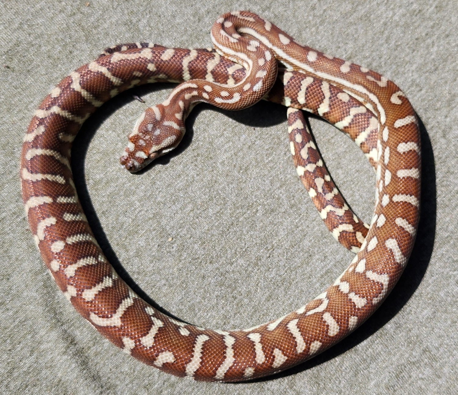 50% Hypo Het Genetic Stripe Centralian Carpet Python by Cannon Fire ...