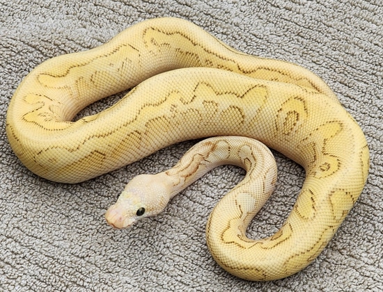 Pastel Fire Lesser Clown Ball Python by Cannon Fire Reptiles