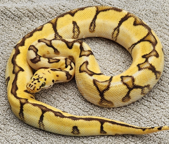 Spotnose Super Enchi Pastel YB Clown Ball Python by Cannon Fire Reptiles