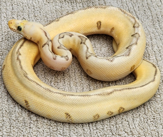Super Pastel HRA YB Spider Clown Ball Python by Cannon Fire Reptiles