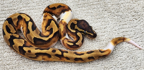 Enchi YB Pied Ball Python by Cannon Fire Reptiles