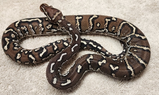 Angolan Angolan Python by Cannon Fire Reptiles