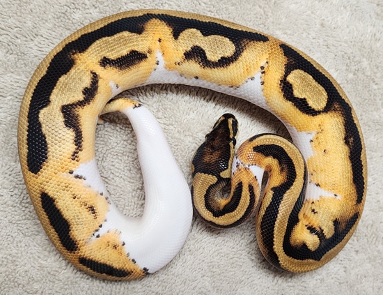 Pied DH Ultramel (Cryptic Or Clown) Ball Python by Cannon Fire Reptiles