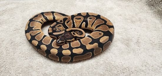 QH Pied, Ultramel, MJ Axanthic, (Cryptic Or Clown) Ball Python by ...