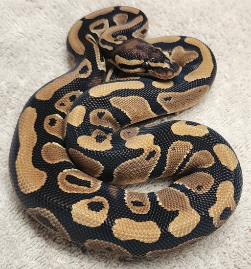 QH Pied, Ultramel, MJ Axanthic, Cryptic Ball Python by Cannon Fire Reptiles