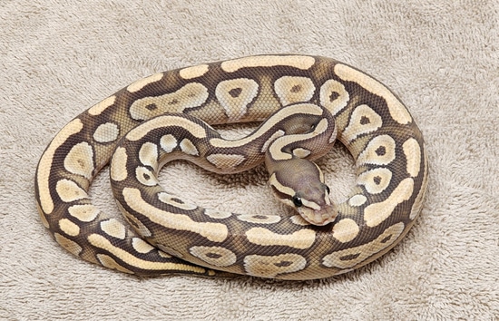 Mojave Hypo Het Puzzle Ball Python by Cannon Fire Reptiles