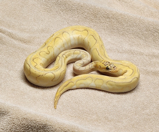 Butter Fire Pastel Clown (Pos Enchi) Ball Python by Cannon Fire Reptiles