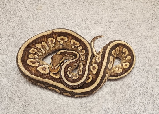 Asphalt Mojave Ball Python by Cannon Fire Reptiles