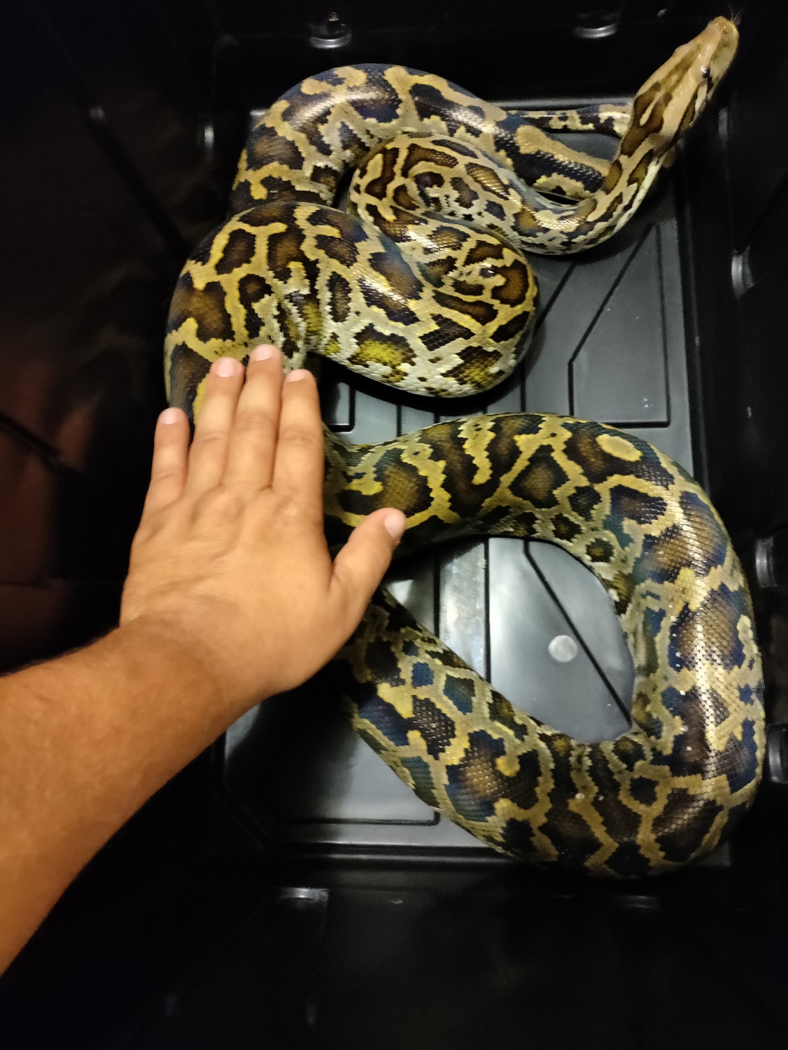 Het Albino Green Granite Burmese Python by NorCal Burms - MorphMarket