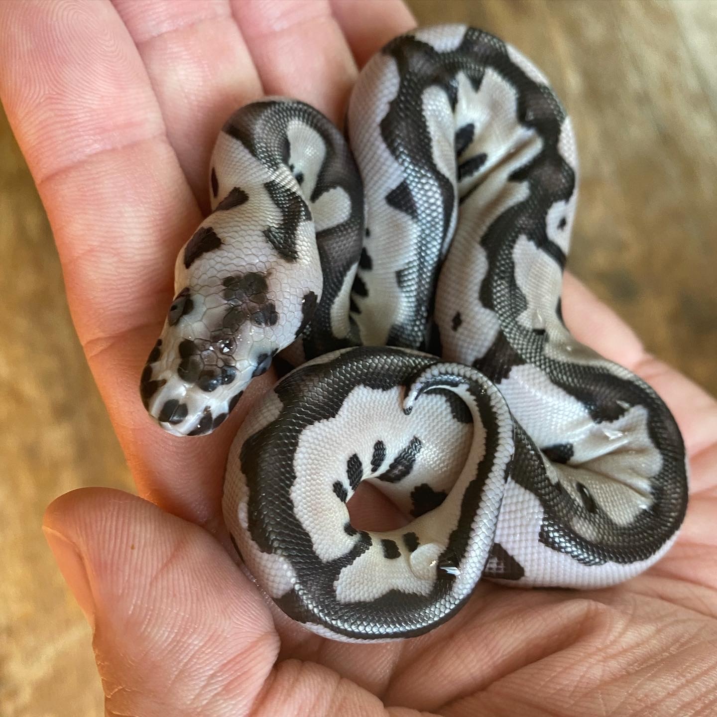 Leopard Vpi Axanthic Clown (Possible Blade) Ball Python by Reptibuy ...