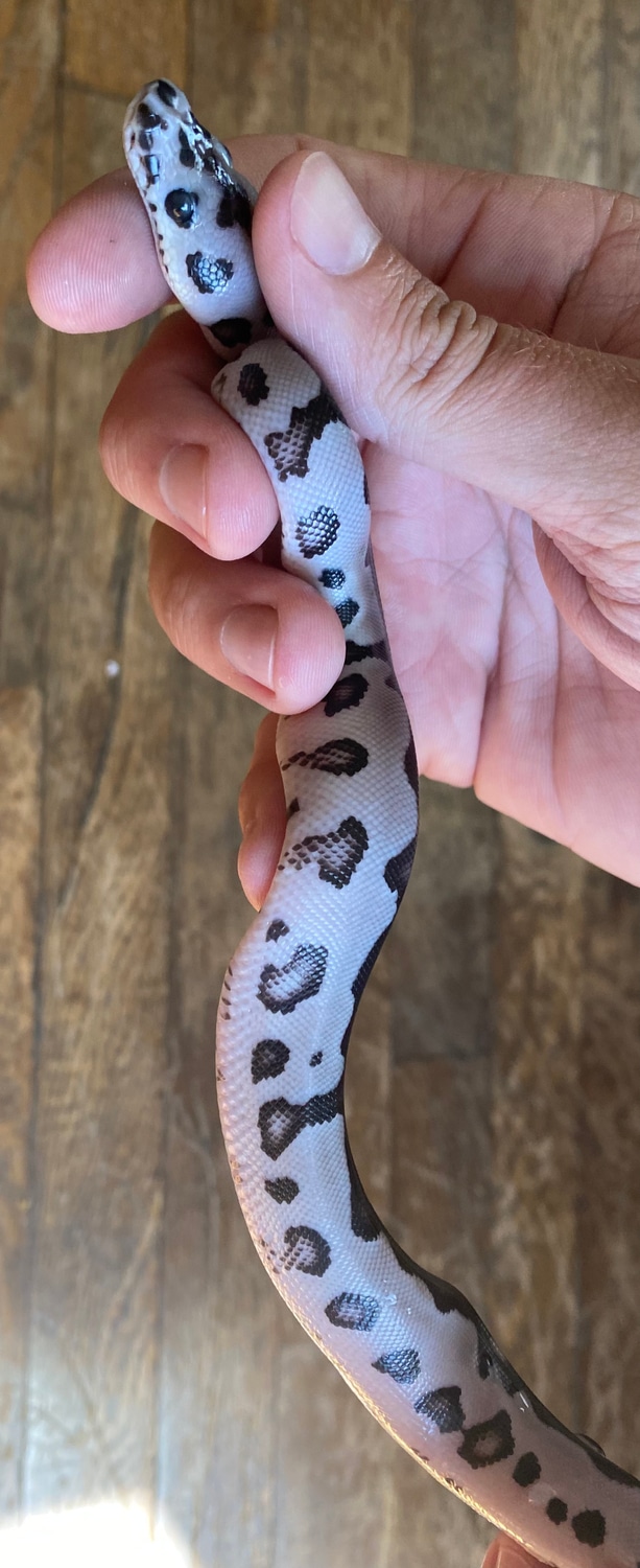 Leopard Vpi Axanthic Clown (Possible Blade) Ball Python by Reptibuy ...