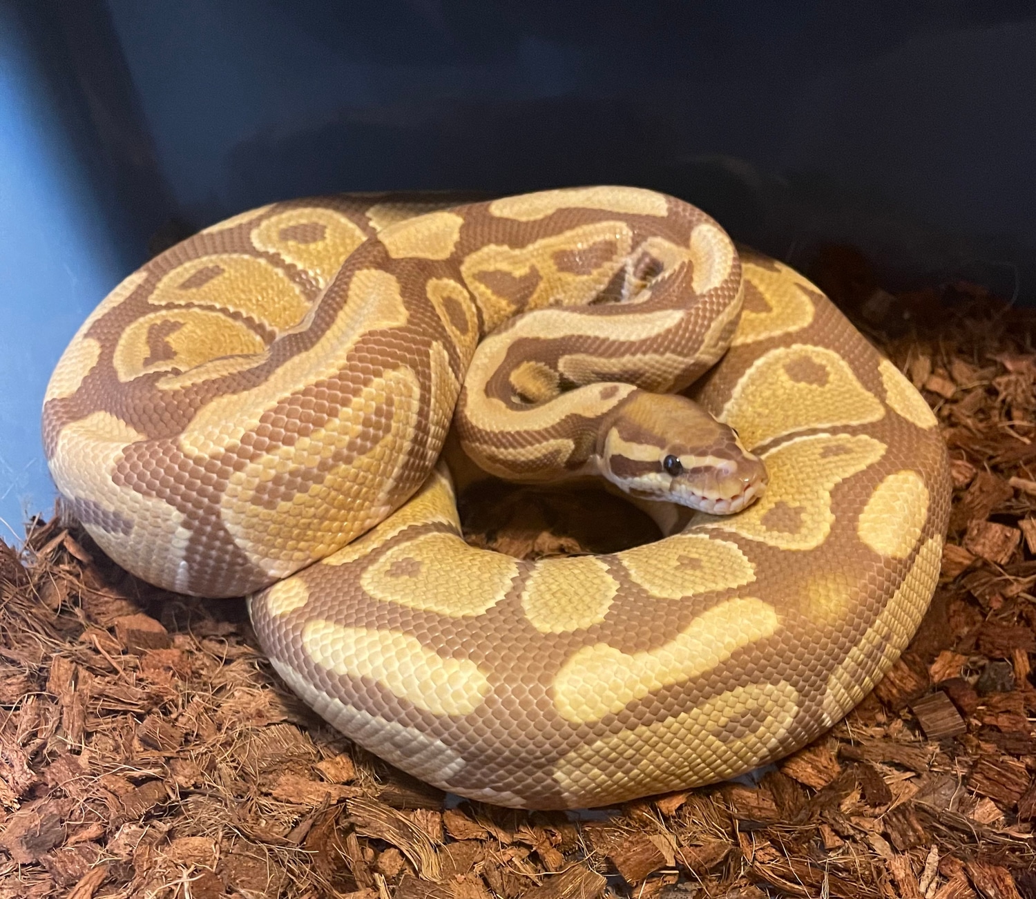 Ultramel Ball Python by Reptibuy - MorphMarket
