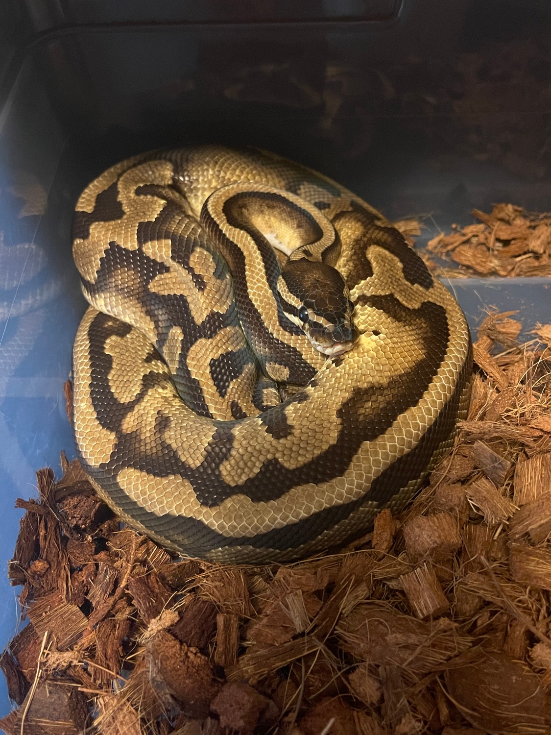 Pied Het Lavender Ball Python by Reptibuy - MorphMarket
